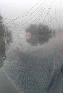 Thinking About Spiders on my Dock | Muskoka Blog